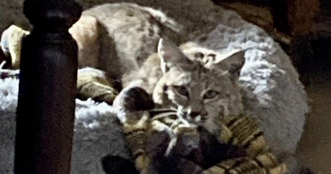 will a bobcat attack a dog