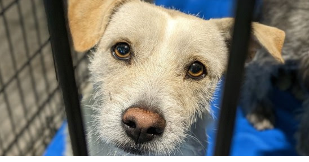 PACC to show off adoptable pups with 24 in 24 promotion | News | kvoa.com