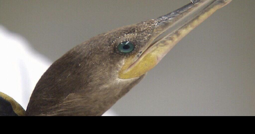 Bird recovering at wildlife center after suffering broken wing | News ...