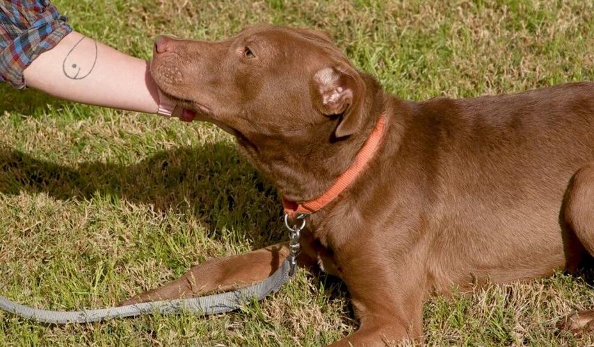 Peter Parker is a champion tennis-ball catcher | Tucson Subaru's Pet of ...