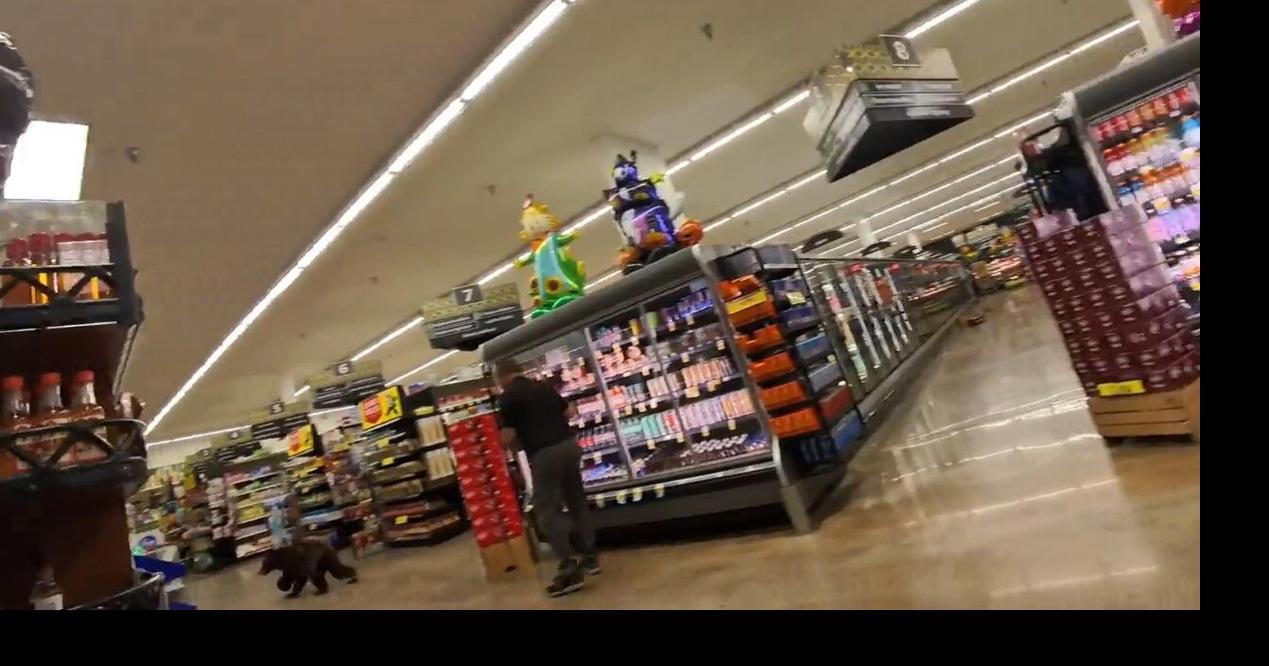 Oro Valley grocery store gets a surprise visit by a bear | Top Stories ...