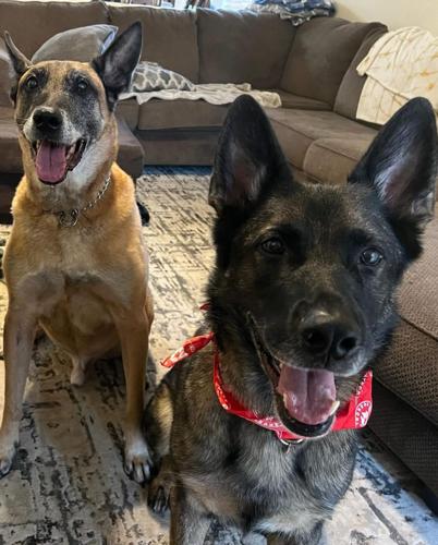 Retired K9 'Oni' | | kvoa.com