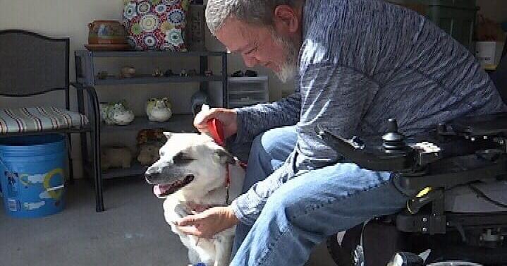 Lost your pet or found a missing one? PACC advises residents to ...