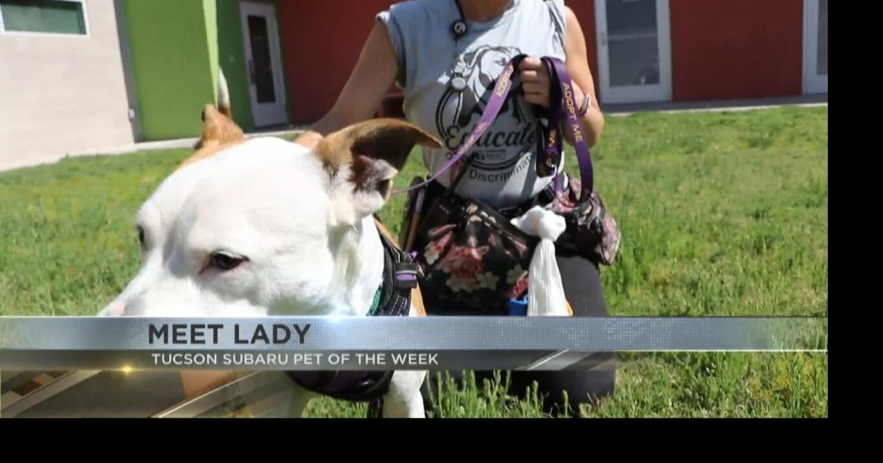 Tucson Subaru Pet of the Week: Meet Lady! | Tucson Subaru's Pet of the ...