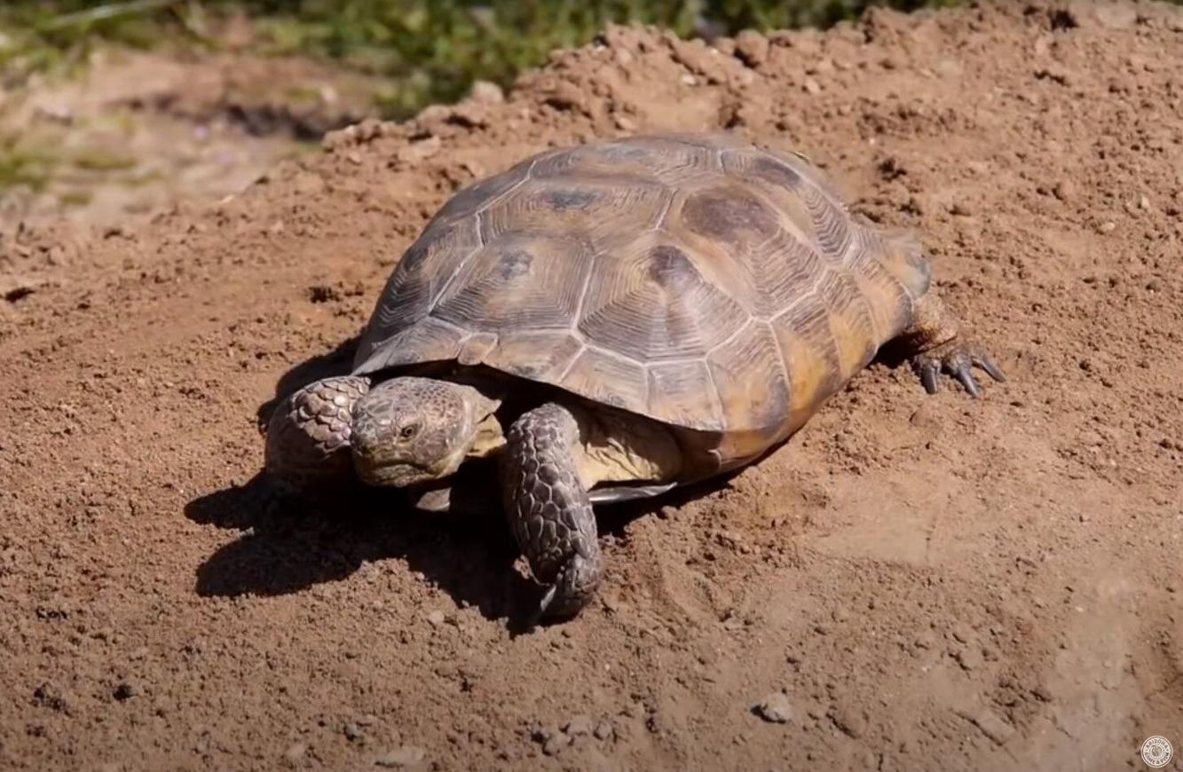 Essential information any desert tortoise owner should know | Zoology ...