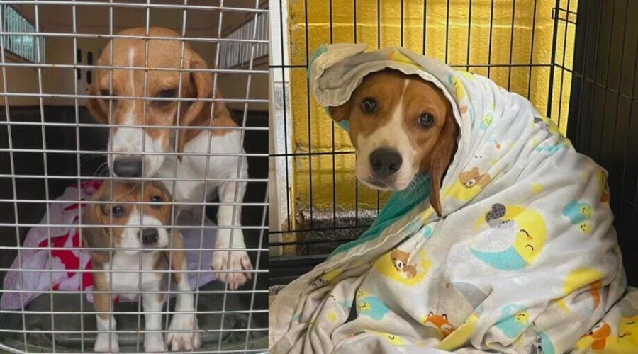 Rehoming 4,000 beagles is a nationwide challenge. Kansas and Missouri ...