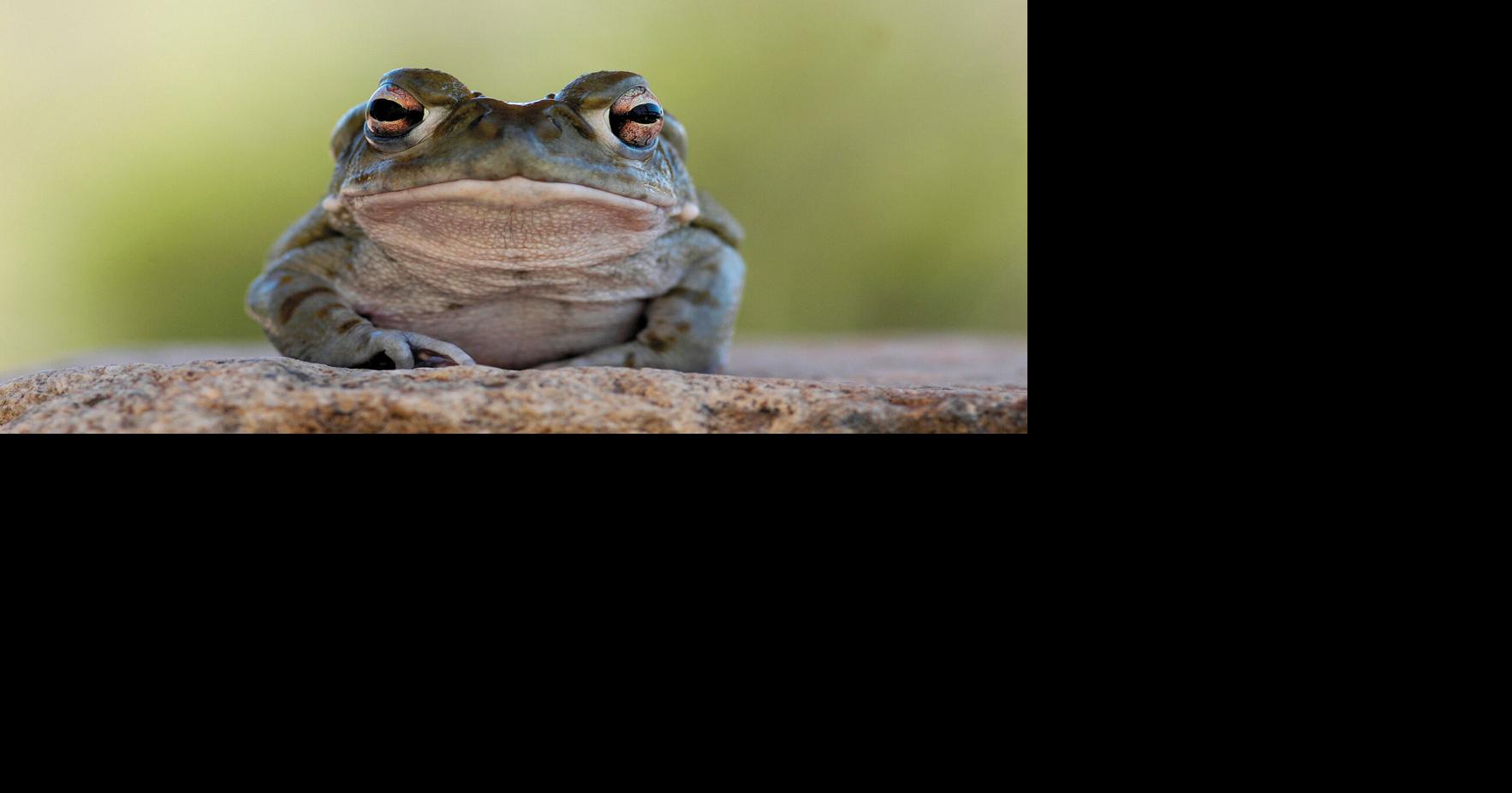 Please don't lick this psychedelic toad, National Park Service warns | National News | kvoa.com