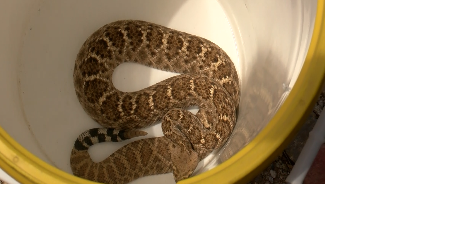 Rattlesnake season in Tucson: Stay alert and call experts | Local News ...