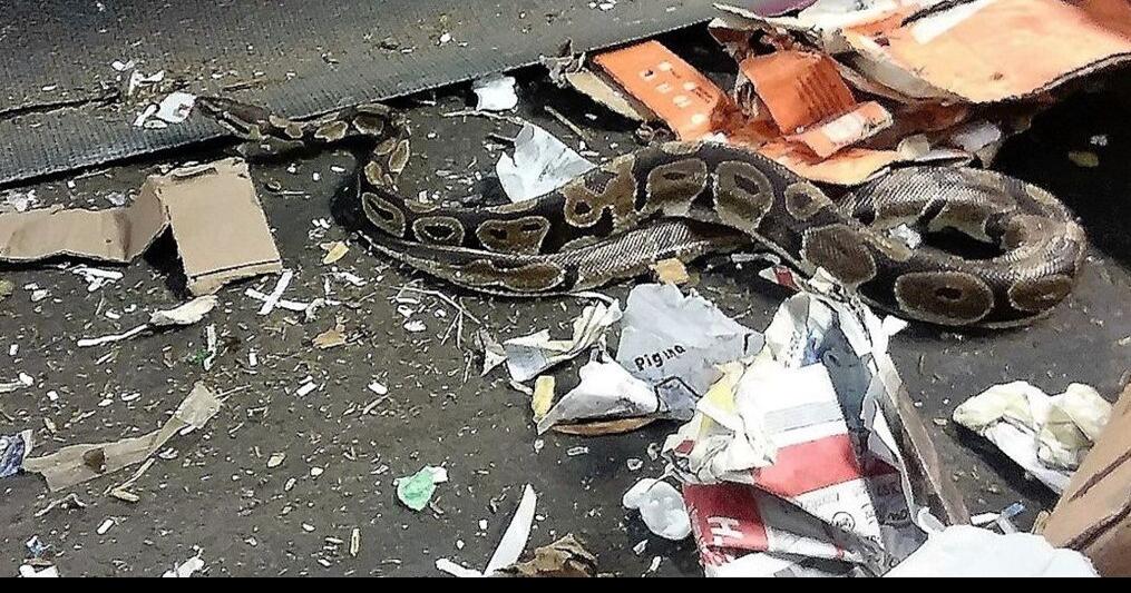 Did anybody accidentally recycle their python? | News | kvoa.com