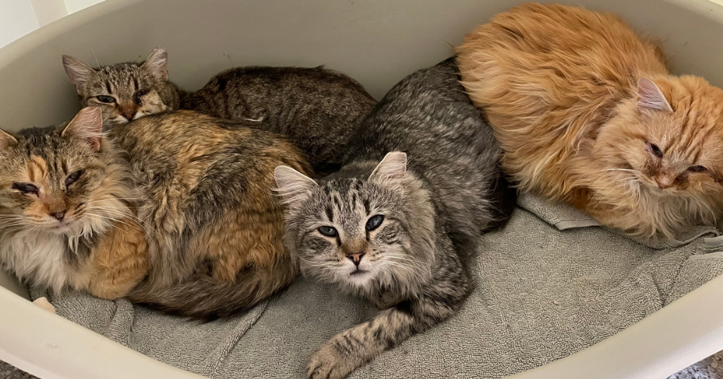 PACC: More than 60 cats in need of homes after losing caregiver | News ...