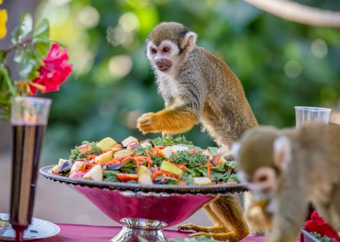 PHOTOS: Squirrel Monkeys enjoy Thanksgiving feast at Phoenix Zoo | Food ...