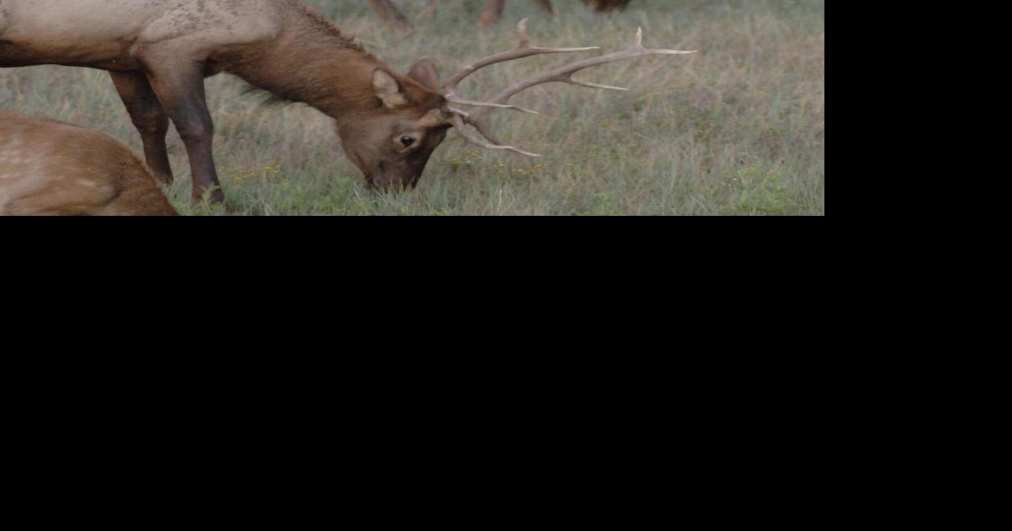 Woman dies after sustaining injuries in elk attack | Local News | kvoa.com