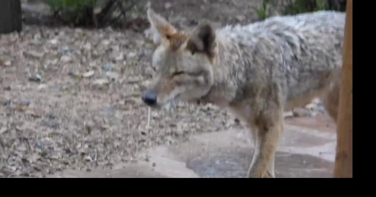 Suspected rabid coyote spotted in Tucson Estates area | Pets | kvoa.com