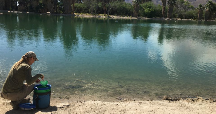 Pima County springs into action to rescue animals affected by Bighorn ...