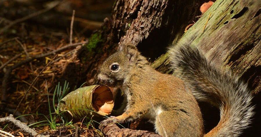 Population increase for endangered red squirrels in Arizona | Local ...