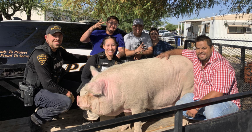Hogging the road: Officers corral 400-pound pig on south side | News ...