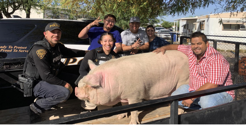 Hogging the road: Officers corral 400-pound pig on south side | News ...