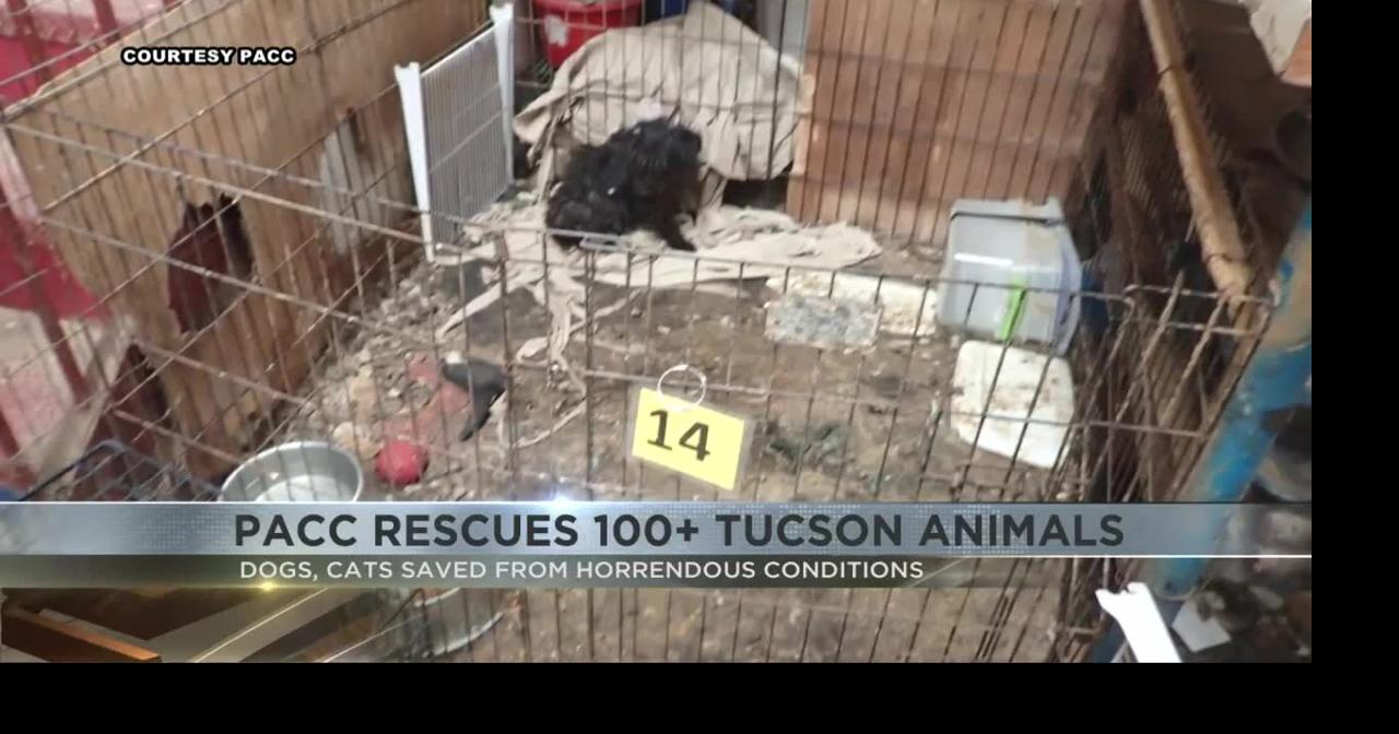 Dozens of animals up for adoption after PACC rescue operation | Video ...