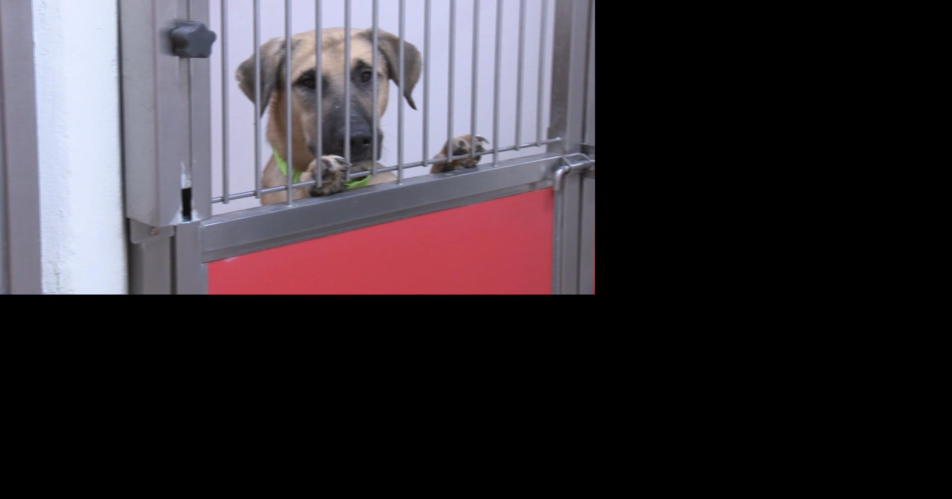 Tucson residents urged to adopt as PACC dogs face deadlines | Top ...