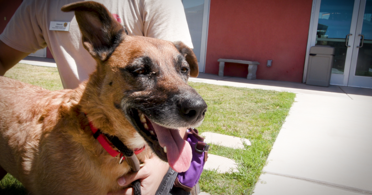 Tucson Subaru's Pet of the Week: Family-friendly dog Alexi | | kvoa.com