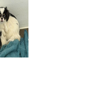 Tucson's PACC seizes over 100 animals found in small crates | Local ...