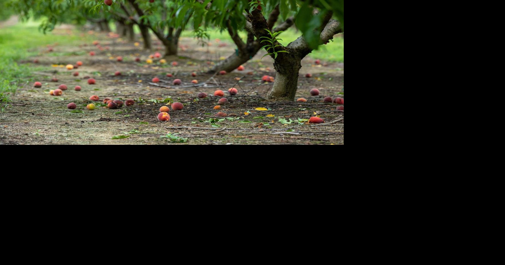 Georgia, the Peach State, is out of peaches. Here’s why, and how locals ...