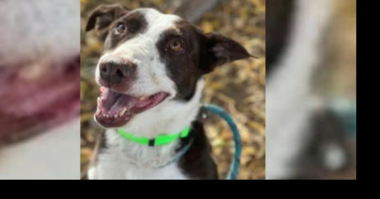 PACC at critical capacity, one woman trying to save as many pups as ...