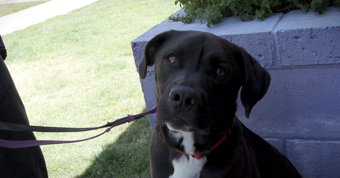 Tucson Subaru's Pet of the Week: 18-month-old lab mix Thomas | Tucson ...