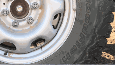 Check your tires: Snake slithers into wheel well of AZGFD vehicle ...
