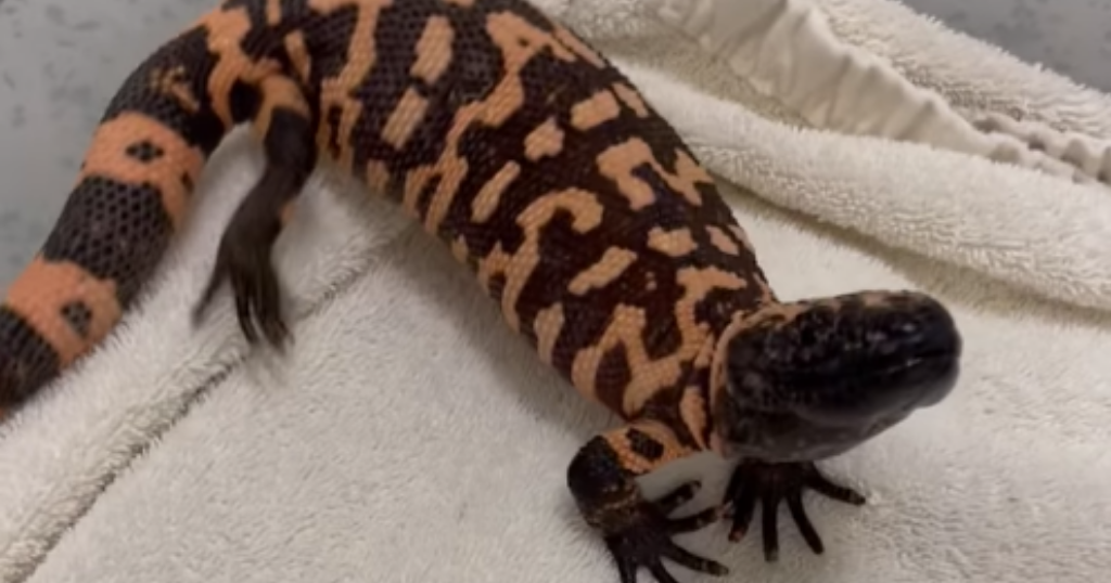 74-year-old man in critical condition after Gila Monster bite | News ...