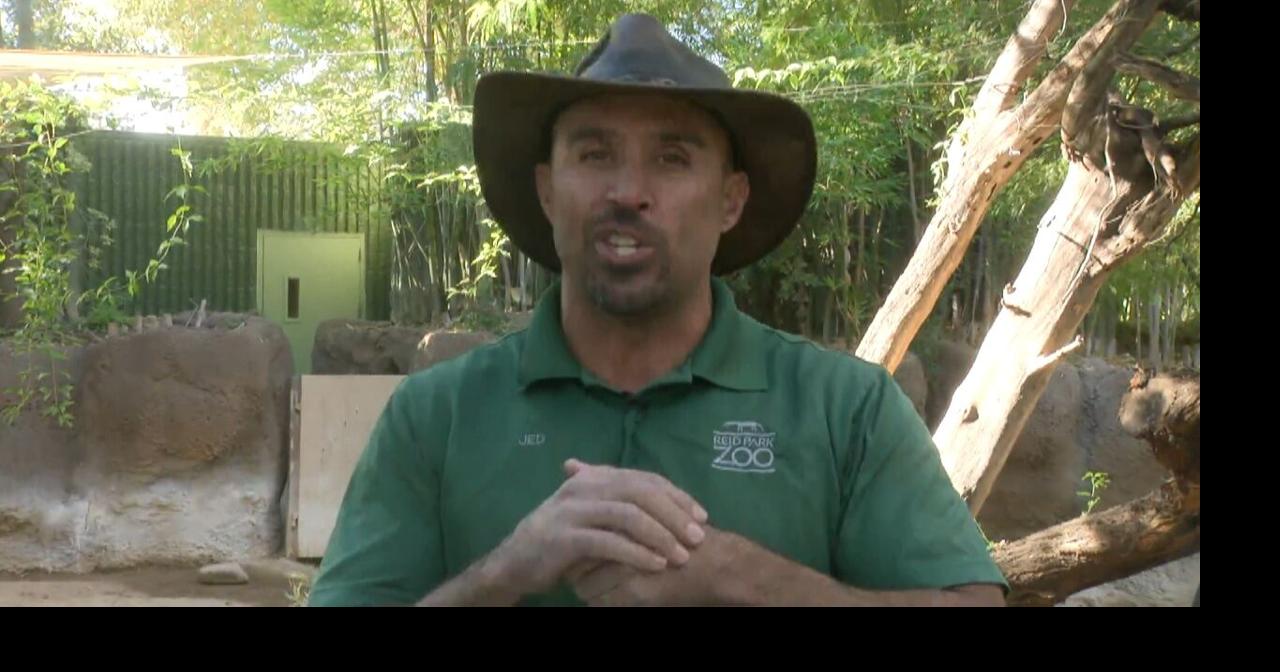 Zoo 4 You: What happens when an animal has a toothache? | Video | kvoa.com