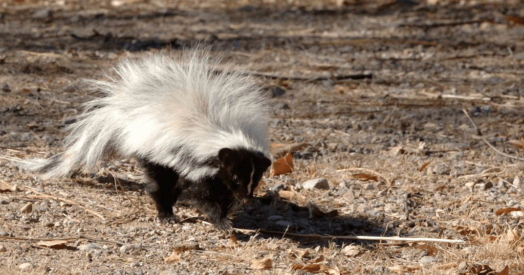 Pima County reports highest rabies cases in Arizona | News | kvoa.com