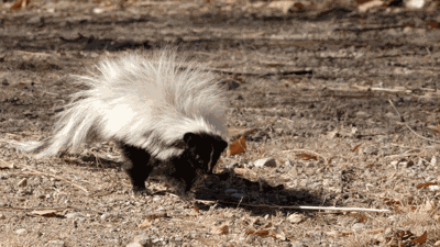 skunks with rabies