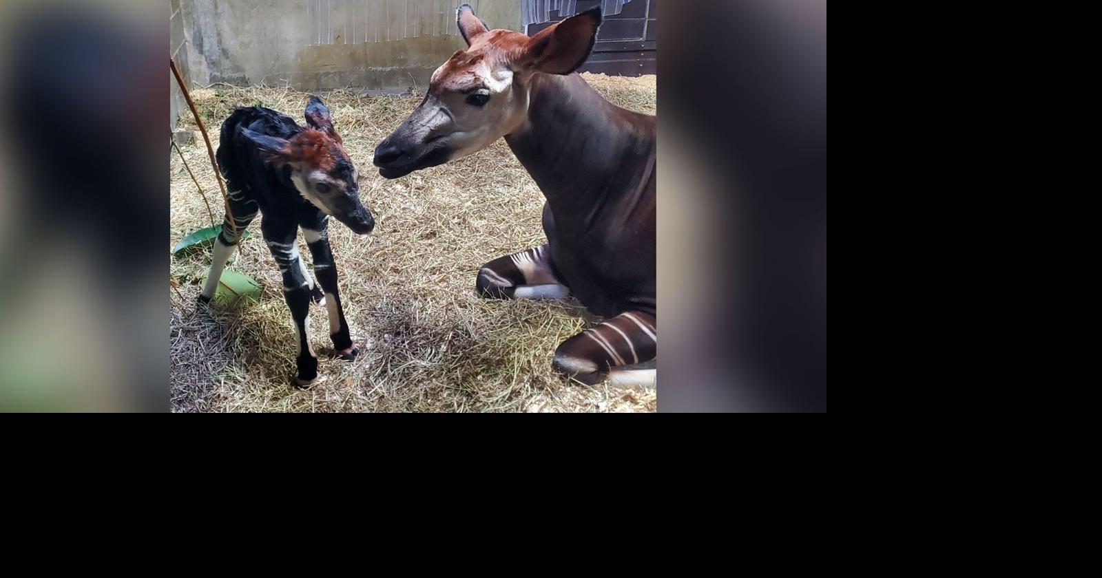 Rare and endangered okapi born at Cincinnati Zoo | Zoology | kvoa.com