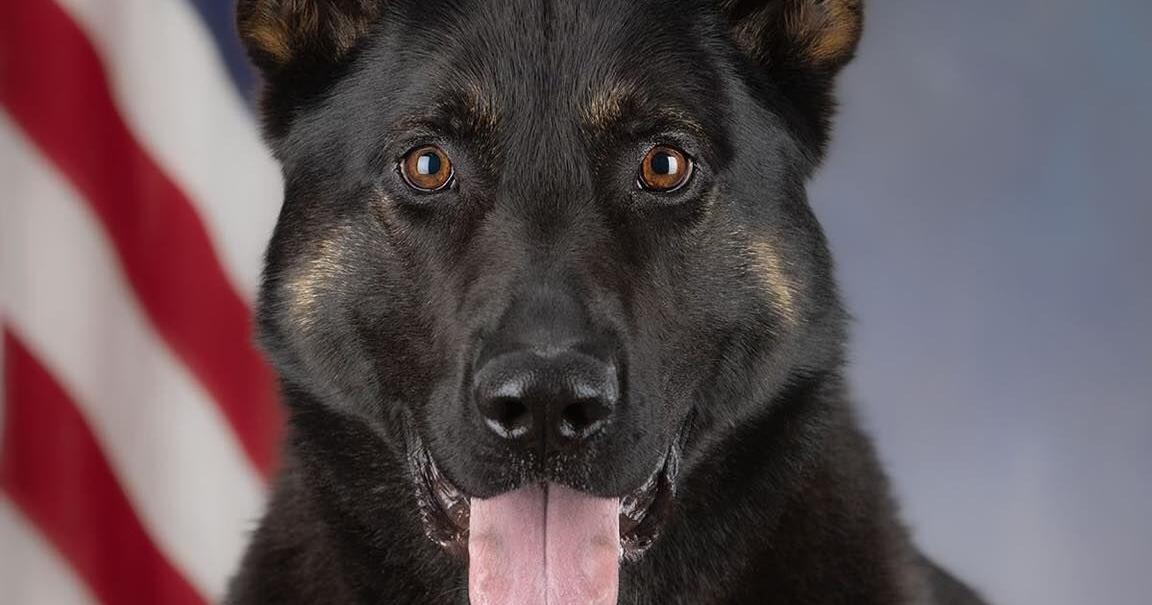 Tucson Police Service Dog Unit mourns passing of K-9 Raven | Local News | kvoa.com