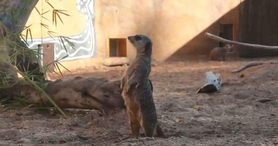 Meerkat mob returns to revamped habitat | Local News | kvoa.com