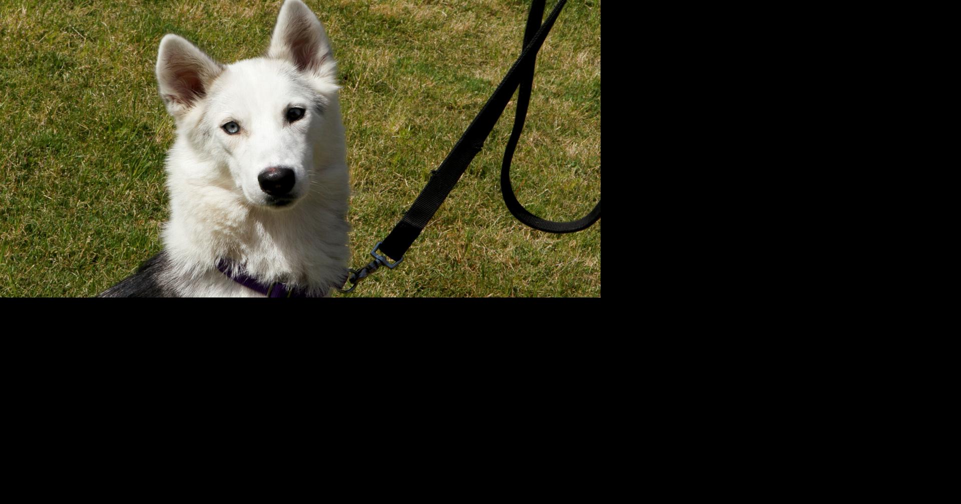 Tucson Subaru's Pet of the Week: Jezebel seeks forever home in Tucson ...