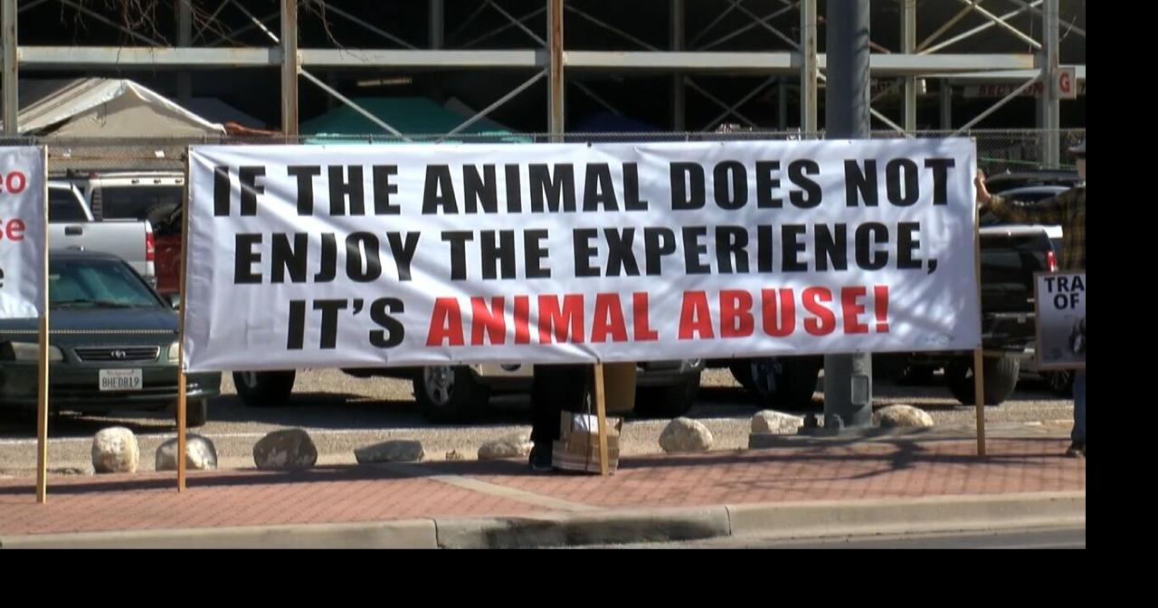 Animal activists call for rodeo boycott | News | kvoa.com