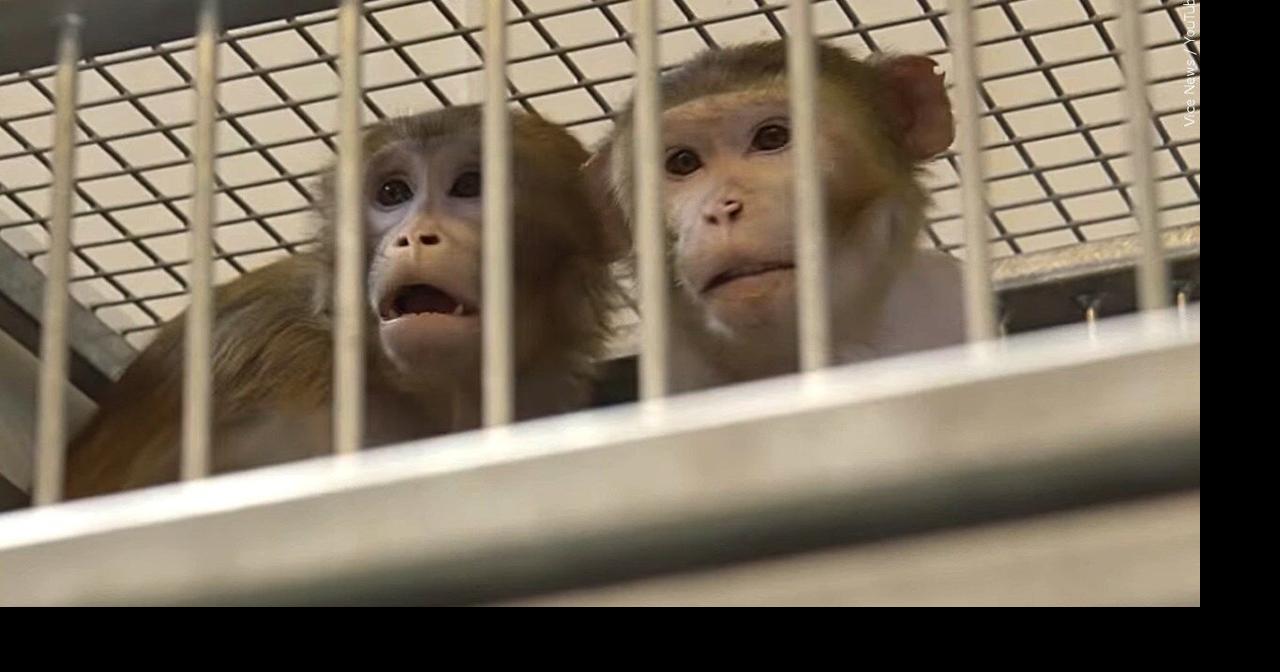 Report: US health institute probing Arizona primate center | News ...