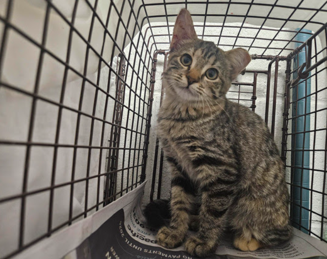 Free spay/neuter event for Tucson's community cats | Local News | kvoa.com