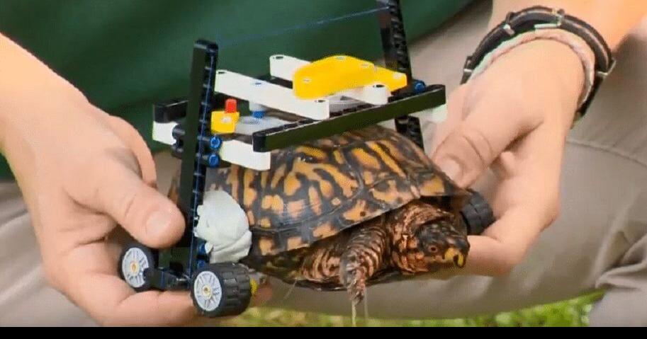 Custom Legos wheelchair helps injured turtle recover at Maryland Zoo ...