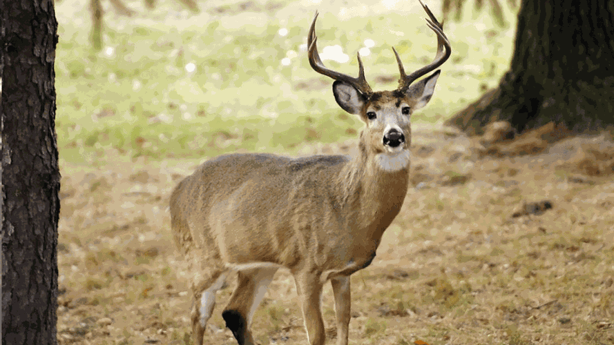 CWD is a fatal wildlife disease found in deer and elk | Hunting | kvoa.com