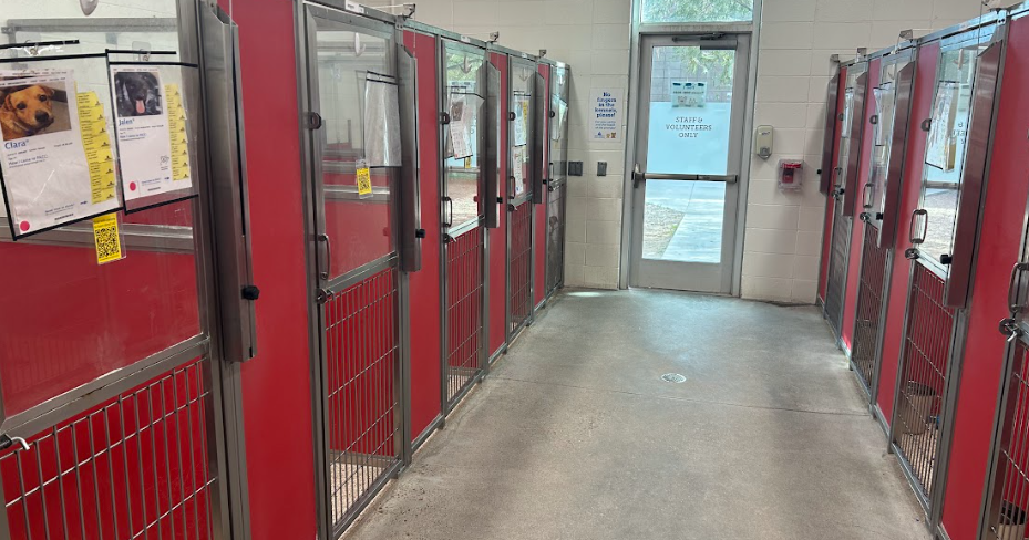 Distemper outbreak halts PACC adoptions through July 2 | Local News ...