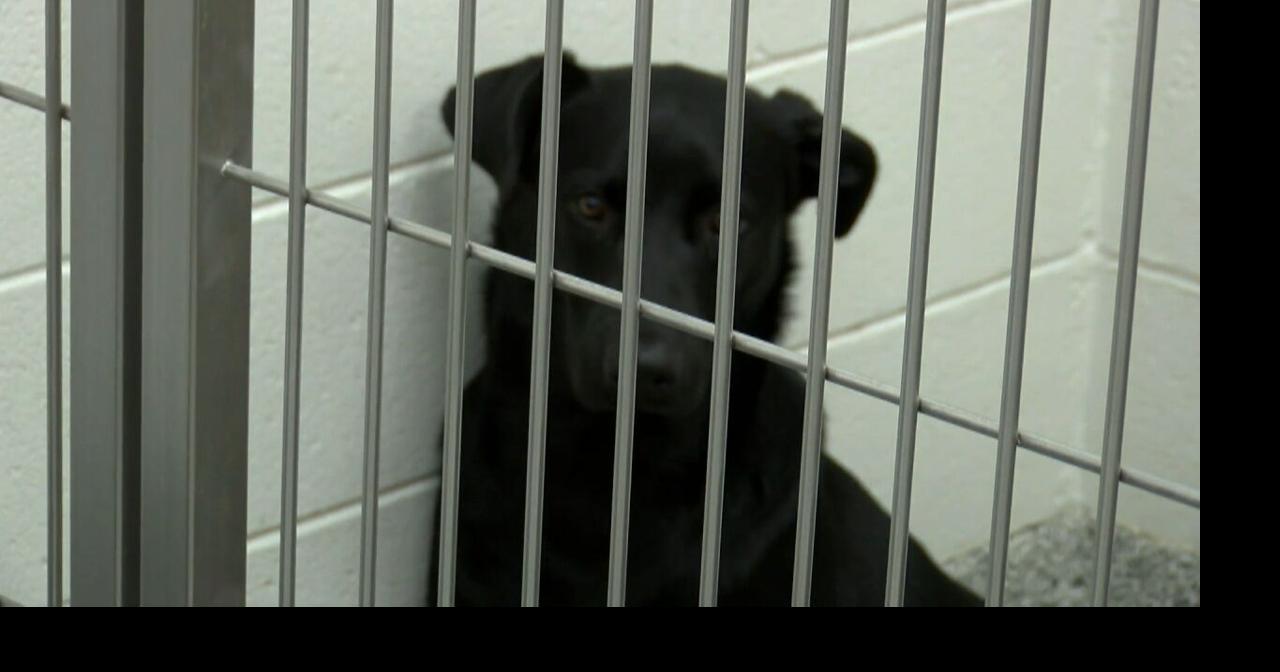 PACC in crisis, may have to start euthanizing dogs | News | kvoa.com