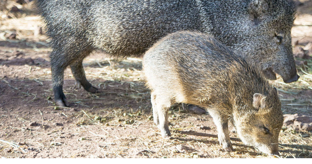 Four recent javelina attacks in Oro Valley neighborhoods | News | kvoa.com
