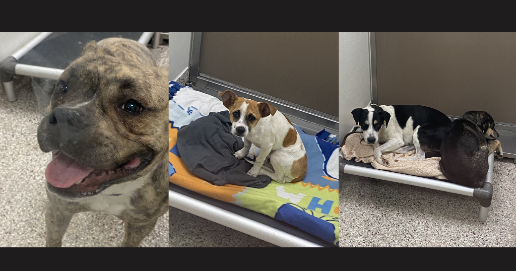 PACC at critical capacity, needs fosters and adopters | Local News ...