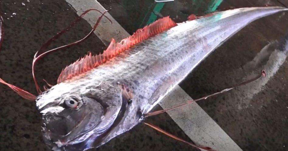 Phantom of the Deep Sea fish caught in Japan | News | kvoa.com