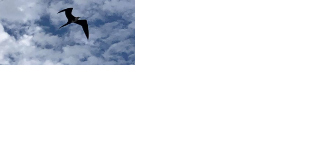 pterodactyl sightings north carolina