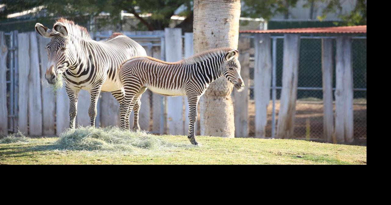 Zebra foal died instantly when it ran into a fence | Zoology | kvoa.com