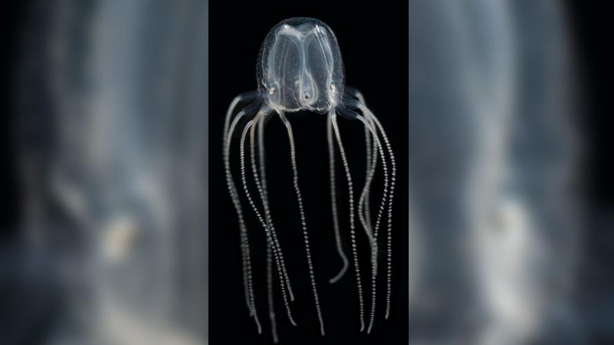 how to make a box jellyfish model